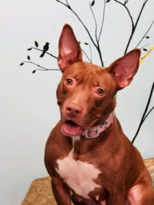 Pharaoh Hound Pitbull Mix - All Secrets You Need To Know