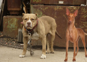 Pharaoh Hound Pitbull Mix - All Secrets You Need To Know