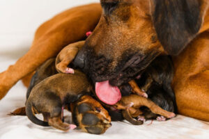 How To Make A Dog Go Into Labor Faster - 6 Best Ways