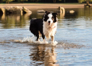 Border Collie Hunting Dog - Detailed Breakdown For You
