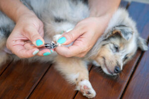 Removing Dew Claws With Nail Clippers With 4 Easy Steps