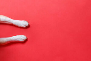 10 Most Popular Dog Breeds With Hare Feet In The US!