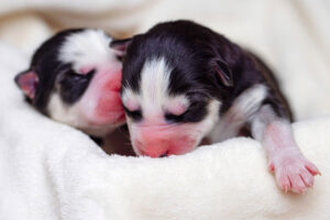 Longest Time Between Puppies Being Born: All Breeds Are Same?