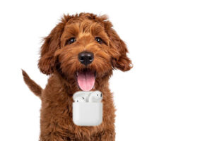 What Happened If My Dog Ate My Airpod? 5 Ways To Prevent It