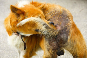 How to Identify Mange in Dogs? 3 Best Ways To Follow!
