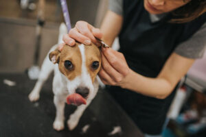 Lump Behind Dogs Ear - 3 Common Cause & What Should You Do