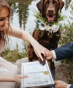 What States Can A Dog Sign A Marriage License? How To Get It?