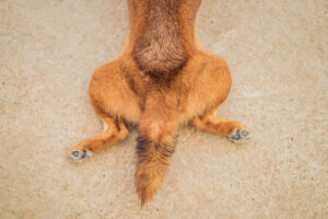 Dog Back Leg Twitching - 5 Proven Causes & Measures