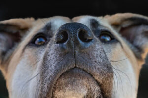 How To Clean Dog Nose Boogers? 3 Most Popular Methods