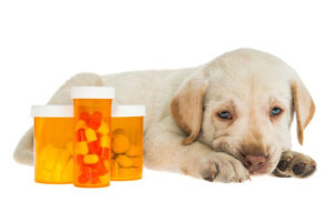Lorazepam Dosage By Weight Dog - Detailed Breakdown