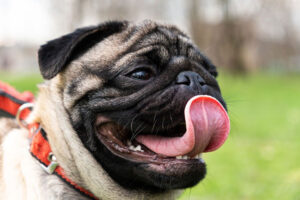 Red Spot On Dog's Tongue - 10 Proven Causes & Measures