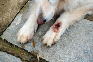 How to Remove Splinter from Dog Paw with Baking Soda? 8 Easy Steps