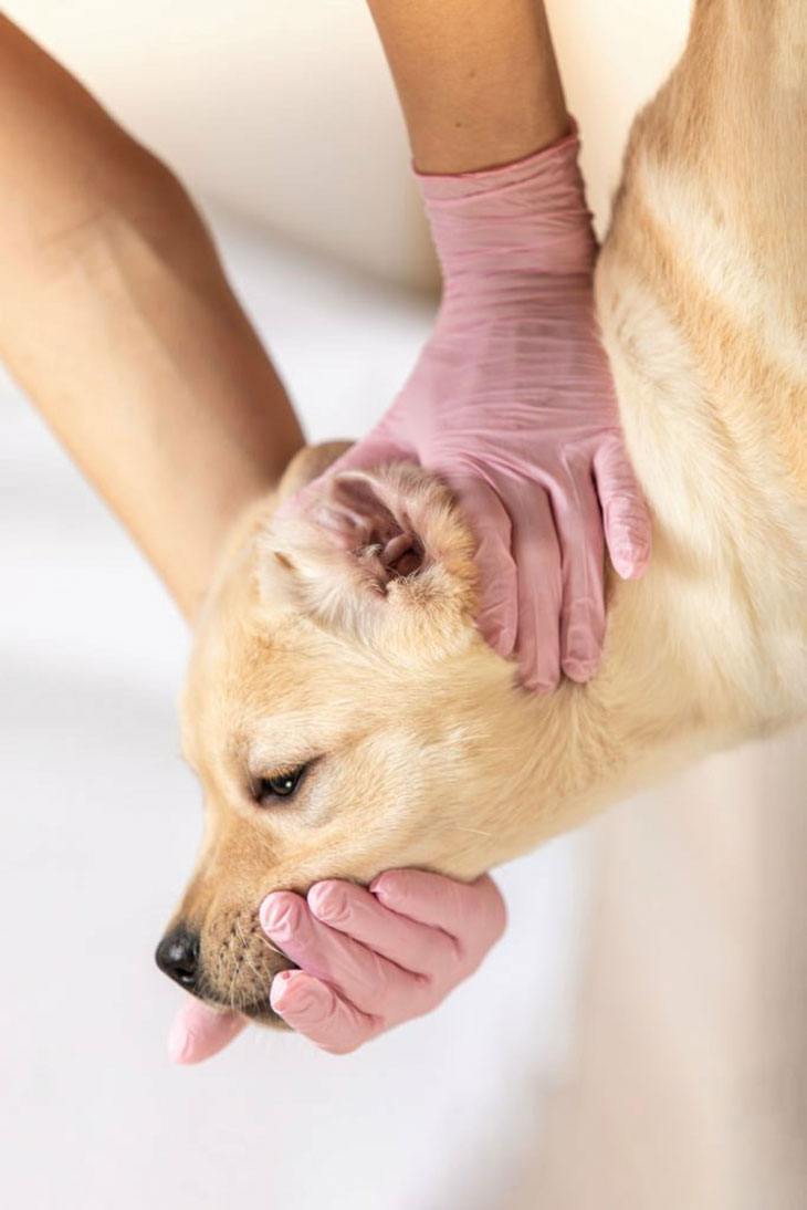 Can U Use Witch Hazel On Dogs Ears? 5 Risks Things Can Happen