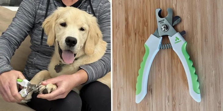 Professional Dog Nail Trimming Near Me for Stress Free Care - Dog Growth