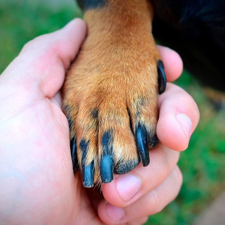 Best Electric Dog Nail File and Rechargeable Filer Guide - Dog Growth